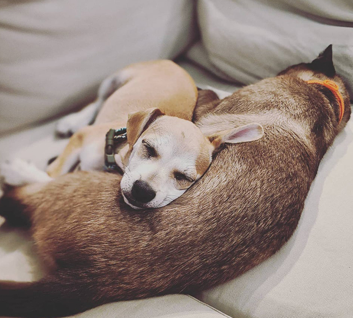 35 Pictures of dogs cuddling with cats to boost people’s serotonin