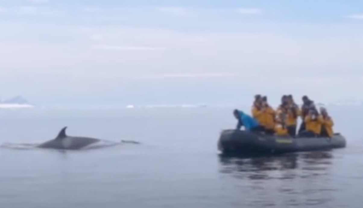 Scared penguin leaps onto boat to avoid being eaten by killer whale