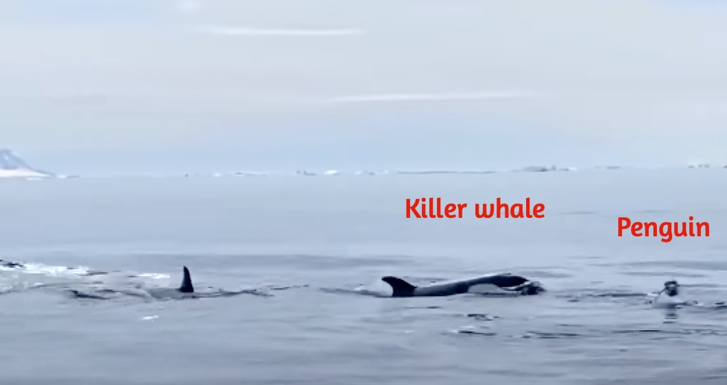 Scared penguin leaps onto boat to avoid being eaten by killer whale