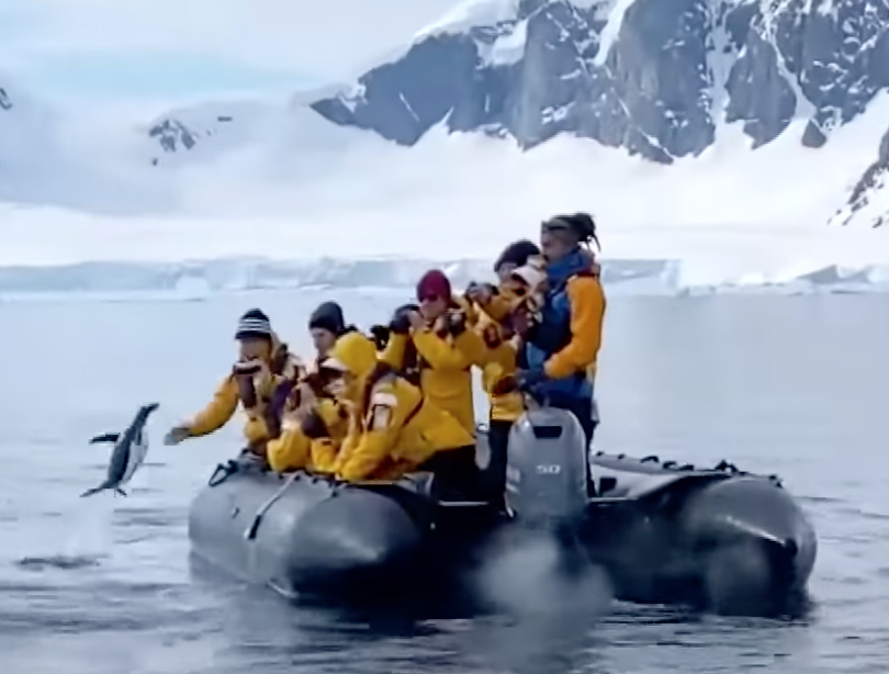 Scared penguin leaps onto boat to avoid being eaten by killer whale