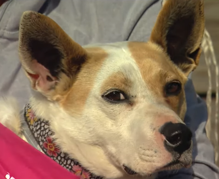 Owner skeptical when dog that went missing 5 years ago turns up