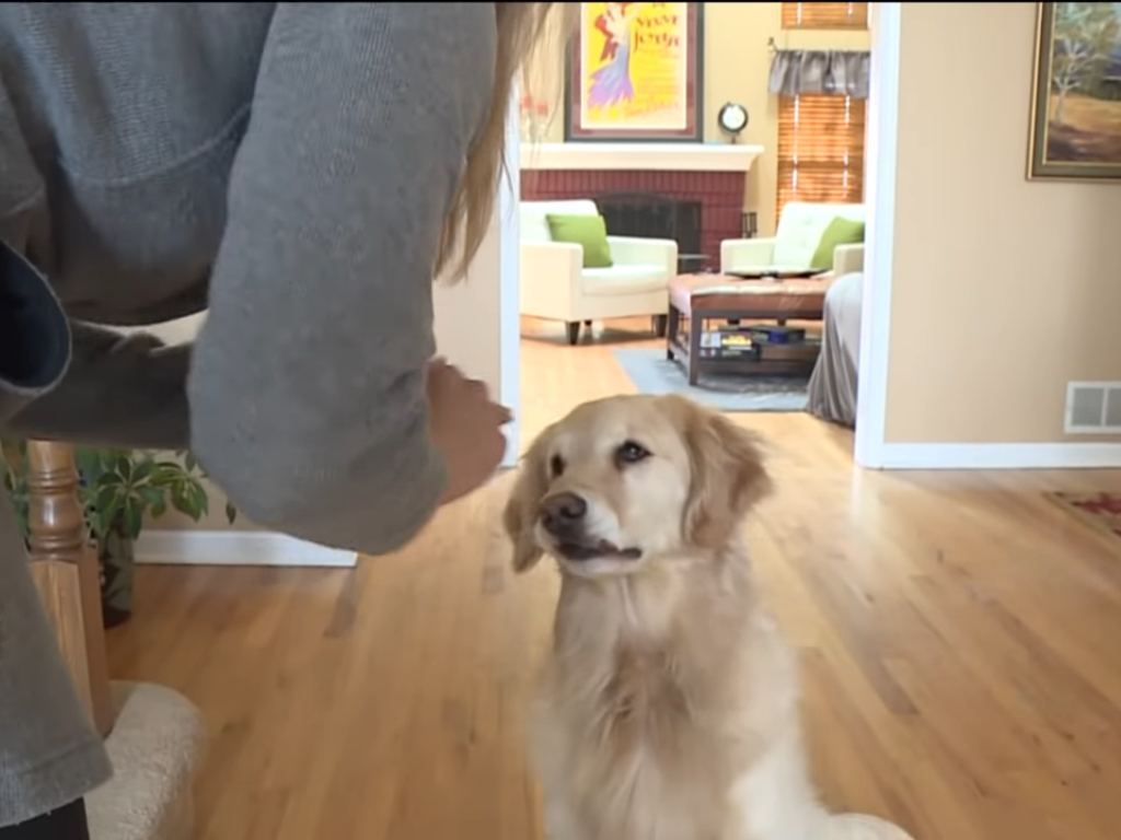 Delivery driver finds lost dog and hand-delivers her straight to the ...