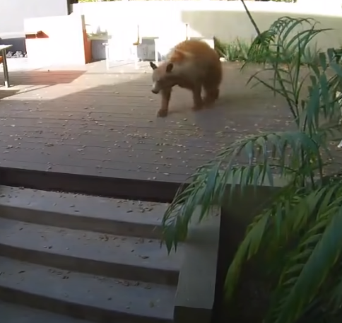 Two Tiny Dogs Hilariously Chase Bear Out Of Family Home