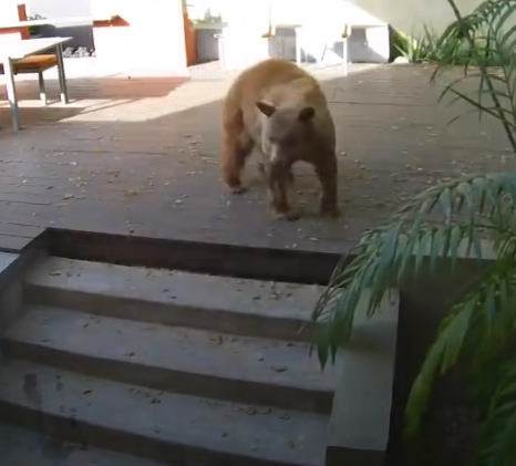 Two Tiny Dogs Hilariously Chase Bear Out Of Family Home