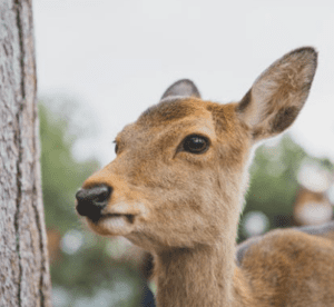 Little boy goes out to play and returns with sweet baby deer