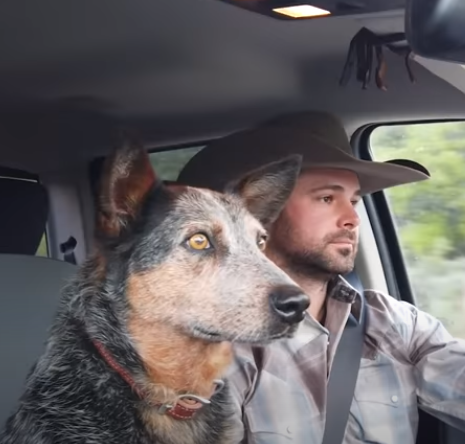 Dog’s favorite country song comes on the radio and he sings along ...