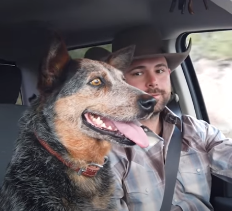 Dog’s favorite country song comes on the radio and he sings along ...