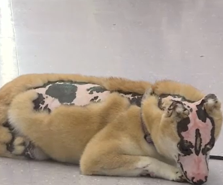 Brave dog who survived fire is training to be a therapy dog for other ...