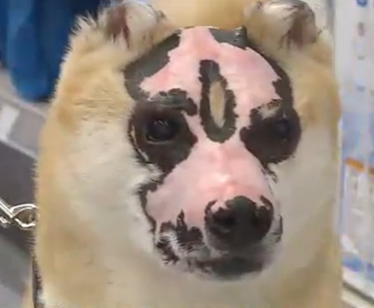 Brave dog who survived fire is training to be a therapy dog for other ...