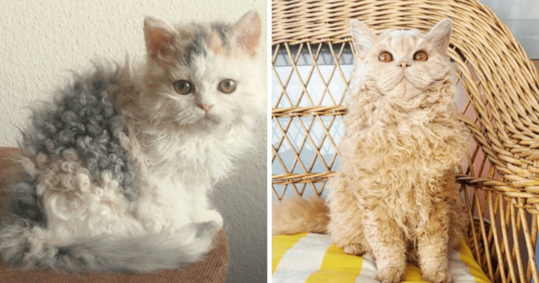 35 Photos of poodle cats that show how incredibly cute and fluffy they are