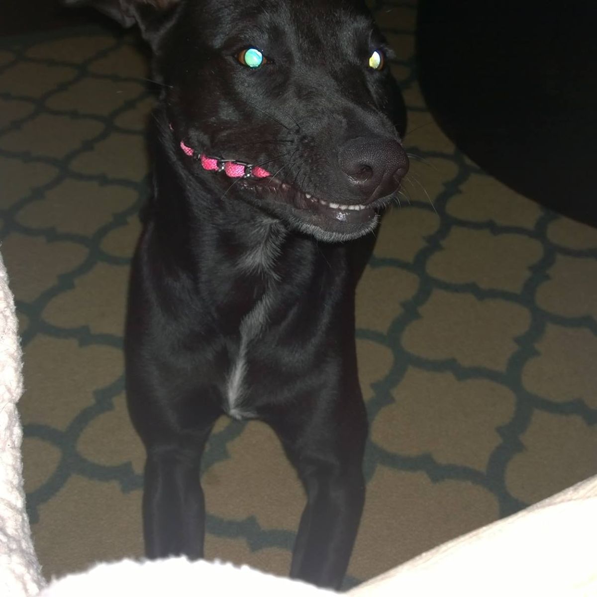 Courageous dog takes on knife-wielding intruder to save her family