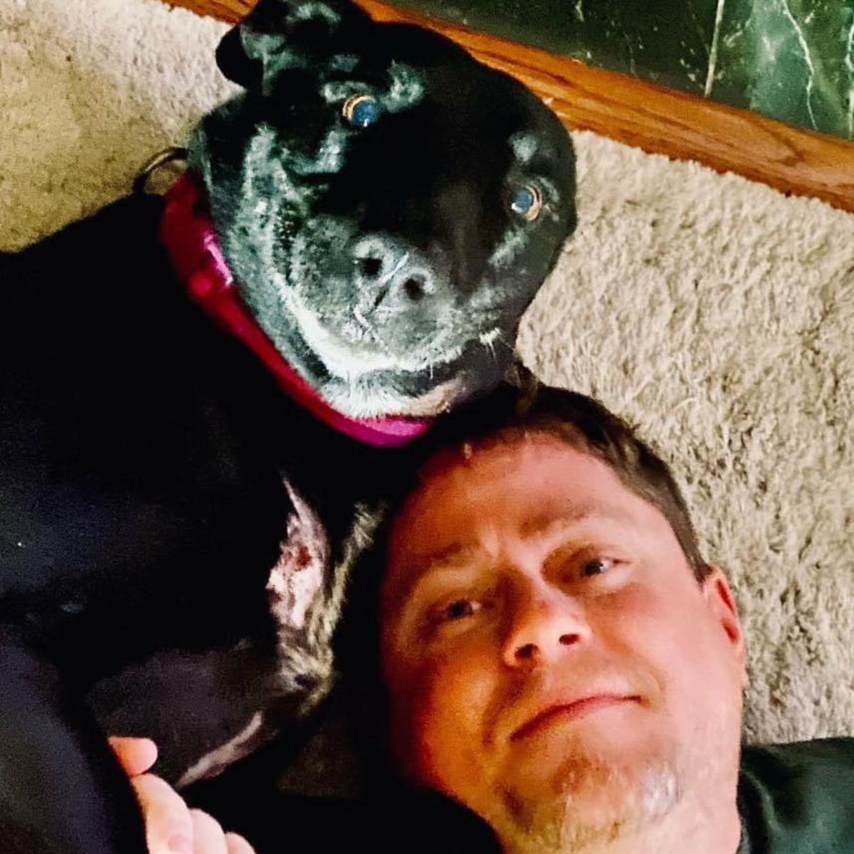 Courageous dog takes on knife-wielding intruder to save her family