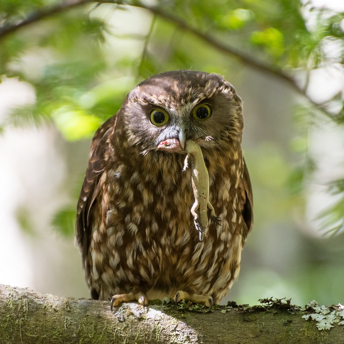 Tiny owl isn't too thrilled about how he looks after bath