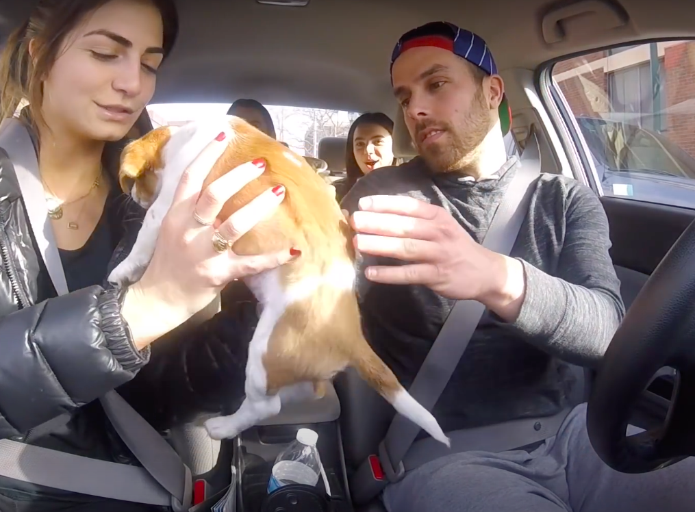 Handsome Uber driver brings puppy on rides and internet can’t get enough