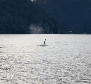 Scared otter swiftly jumps onto boat to escape orca with seconds to spare