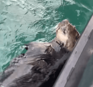 Scared otter swiftly jumps onto boat to escape orca with seconds to spare