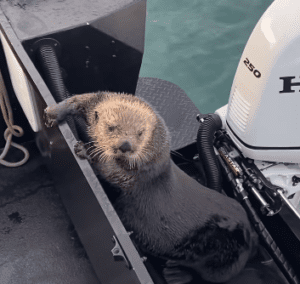 Scared otter swiftly jumps onto boat to escape orca with seconds to spare