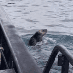 Scared otter swiftly jumps onto boat to escape orca with seconds to spare