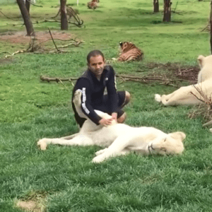 Man’s in the middle of petting a lion completely unaware that a leopard ...