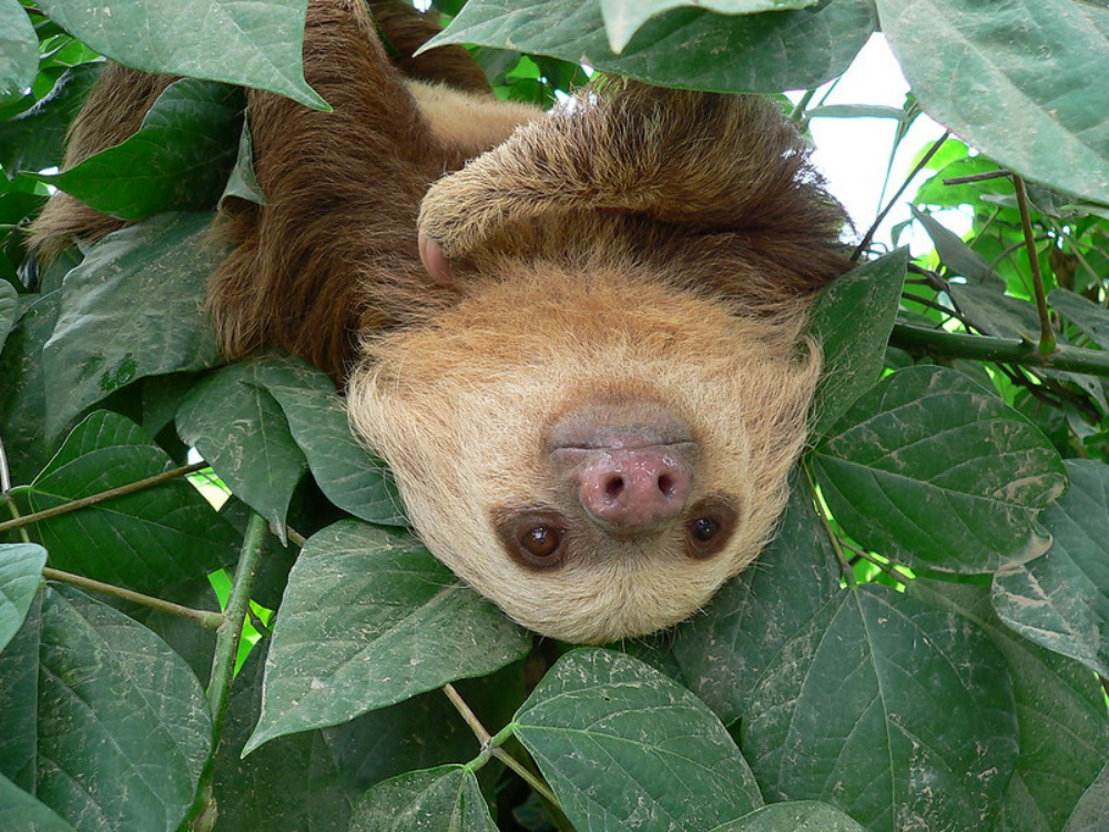 Guide captures rare video of sloth giving birth in a tree