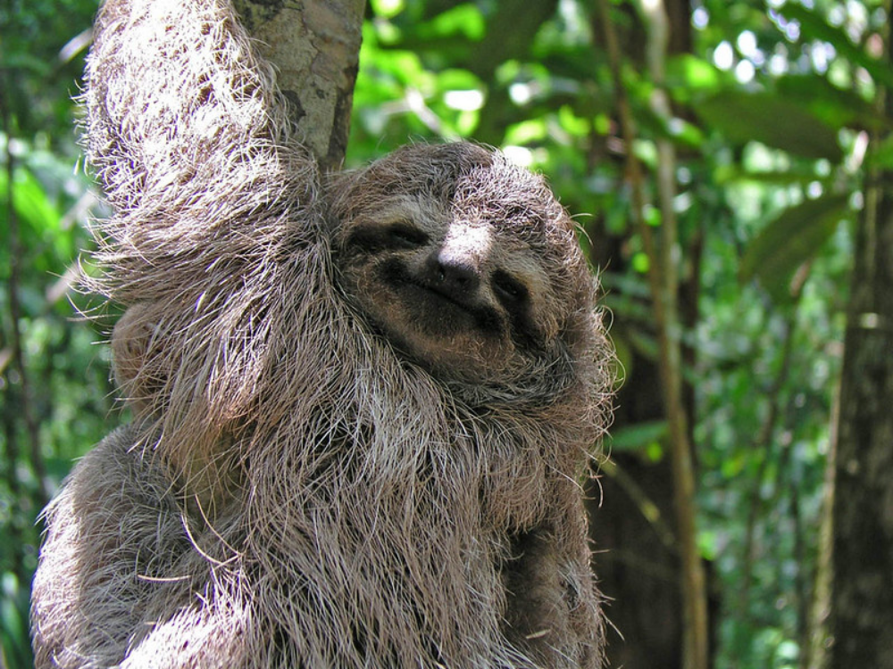 Guide captures rare video of sloth giving birth in a tree