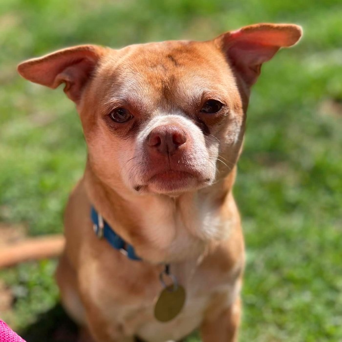 “Demonic” rescue dog who hates everyone gets 100’s of applications