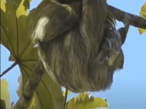 Guide captures rare video of sloth giving birth in a tree