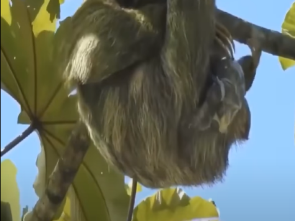 Guide captures rare video of sloth giving birth in a tree