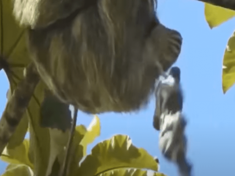 Guide captures rare video of sloth giving birth in a tree