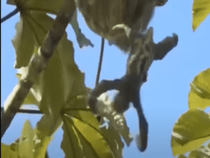 Guide captures rare video of sloth giving birth in a tree