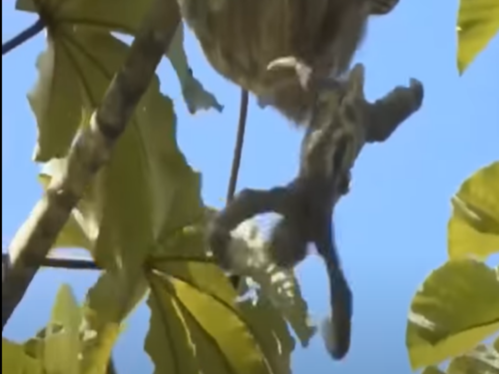 Guide captures rare video of sloth giving birth in a tree