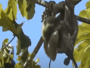 Guide captures rare video of sloth giving birth in a tree