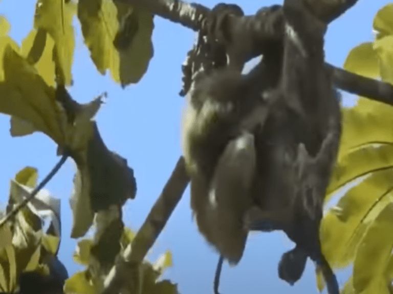 Guide captures rare video of sloth giving birth in a tree
