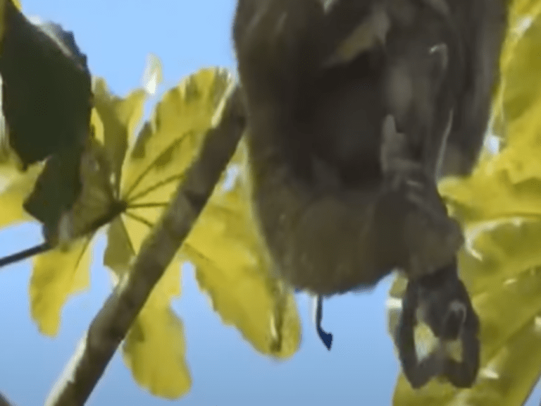 Guide captures rare video of sloth giving birth in a tree