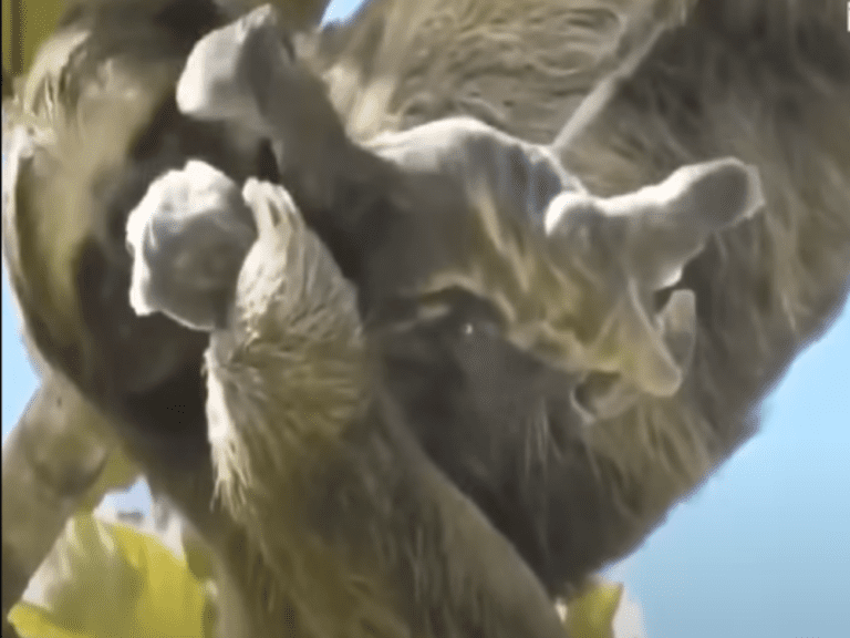 Guide captures rare video of sloth giving birth in a tree