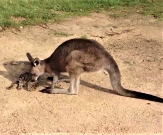 Kangaroo sweetly ‘apologizes’ to cat when he plays too hard