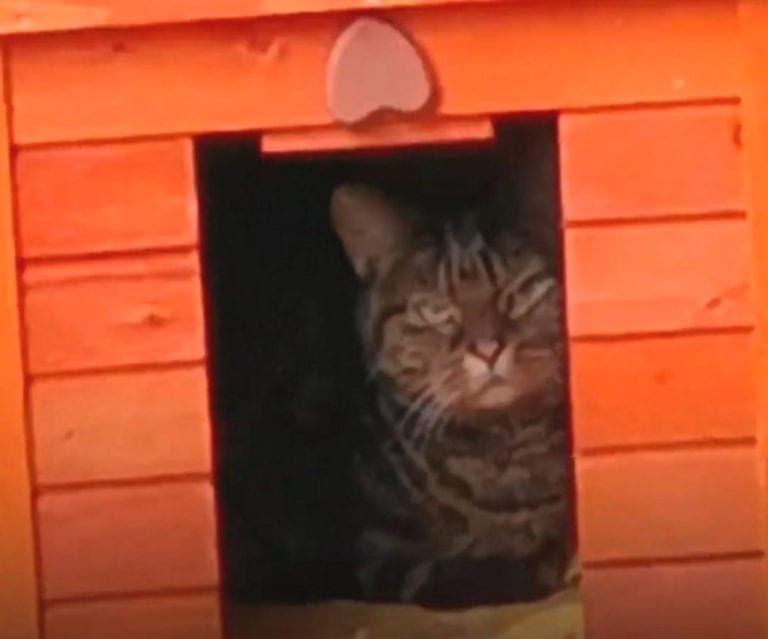 Woman cares for angry stray cat outside her window then finds him ...