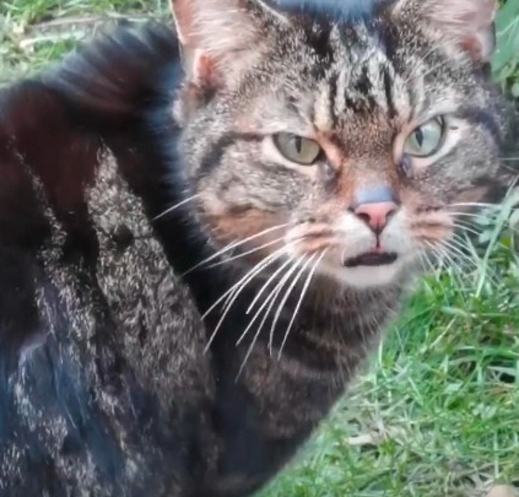 Woman cares for angry stray cat outside her window then finds him ...