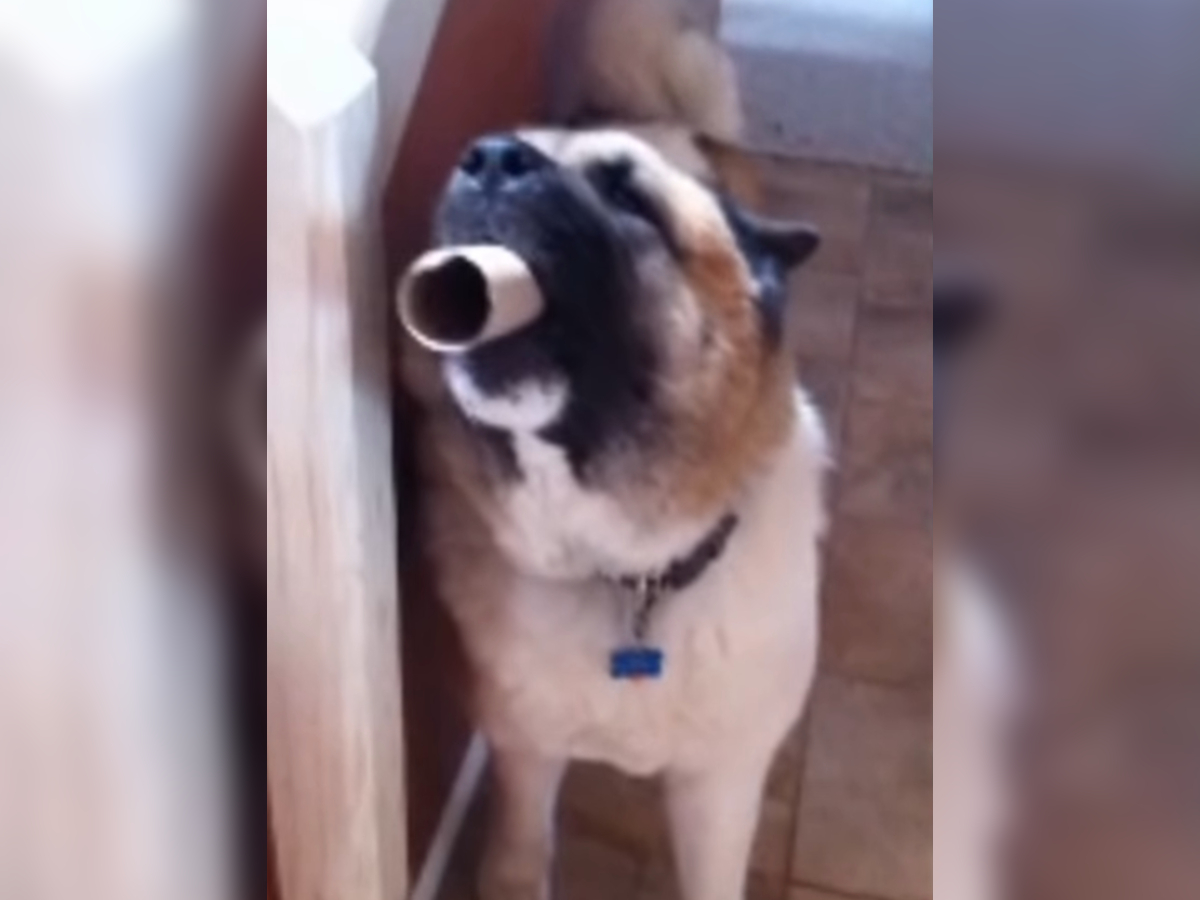 Funny dog thinks outside the barks to amplify his silly voice