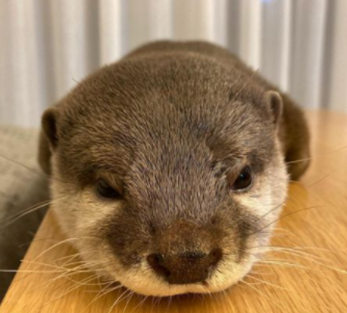 Tiny otter can't sleep without hugging her kitten best friend