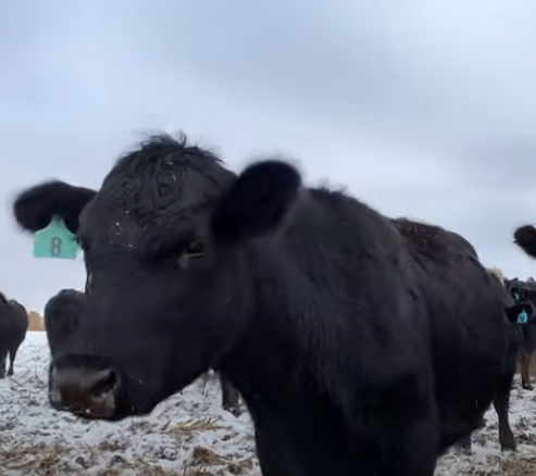 Farmers start dancing but cows hilariously steal the spotlight