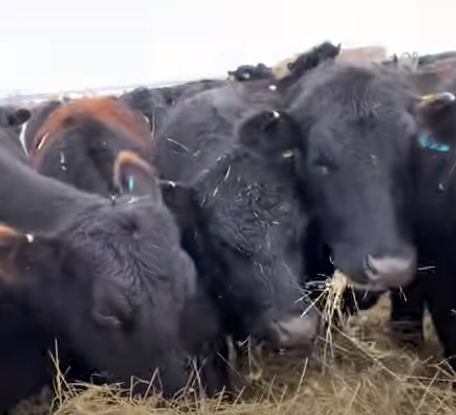 Farmers start dancing but cows hilariously steal the spotlight