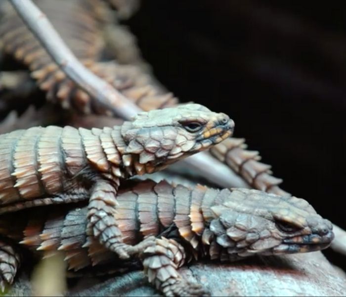 Meet the Armadillo Lizard who basically looks like a mini dragon