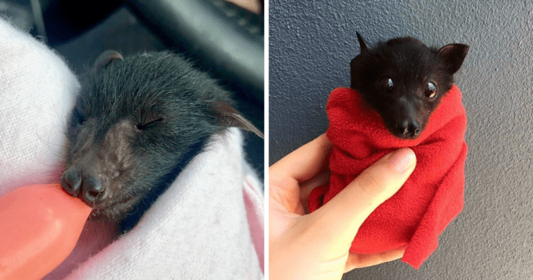 40 photos of bats that show adorable and harmless they truly are