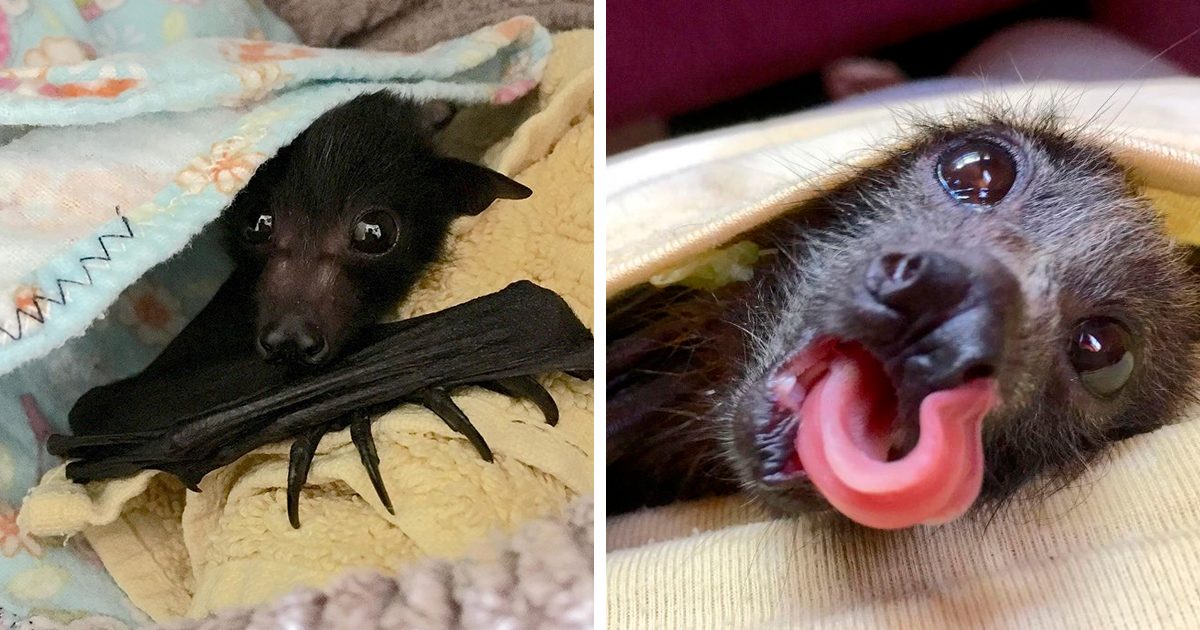 40 photos of bats that show adorable and harmless they truly are