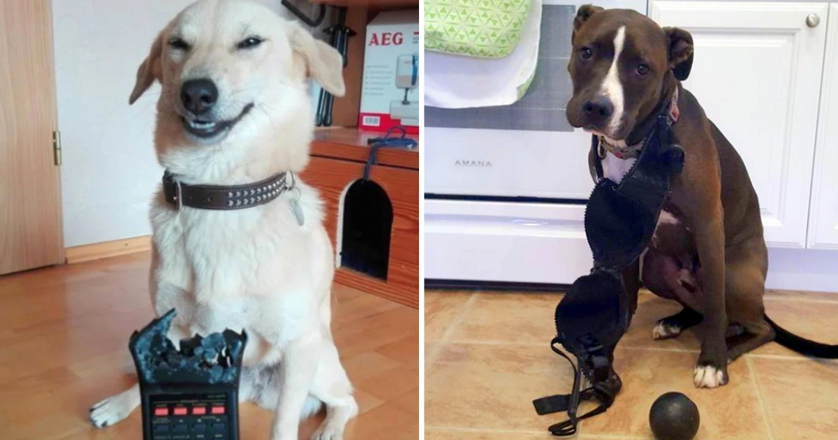 35 Funny Dogs That Definitely Didn’t Do It