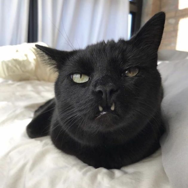 15 times cat owners shared adorably hilarious photos of 'Teefies'