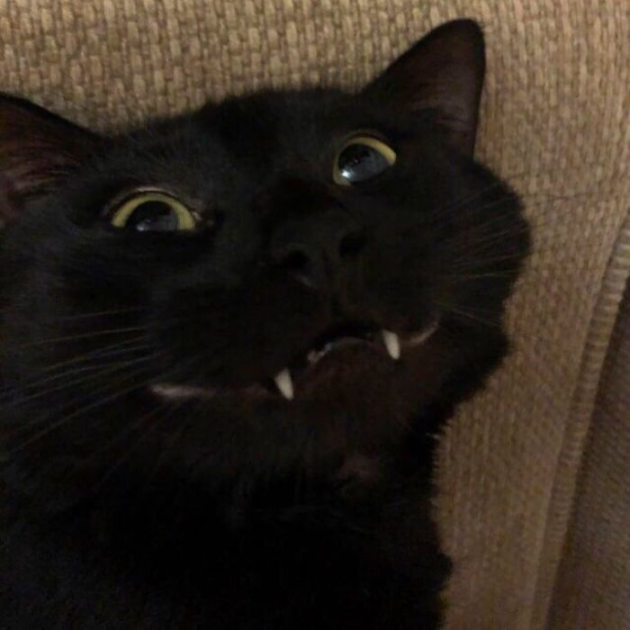 15 times cat owners shared adorably hilarious photos of 'Teefies'