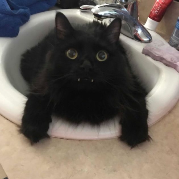 15 times cat owners shared adorably hilarious photos of 'Teefies'