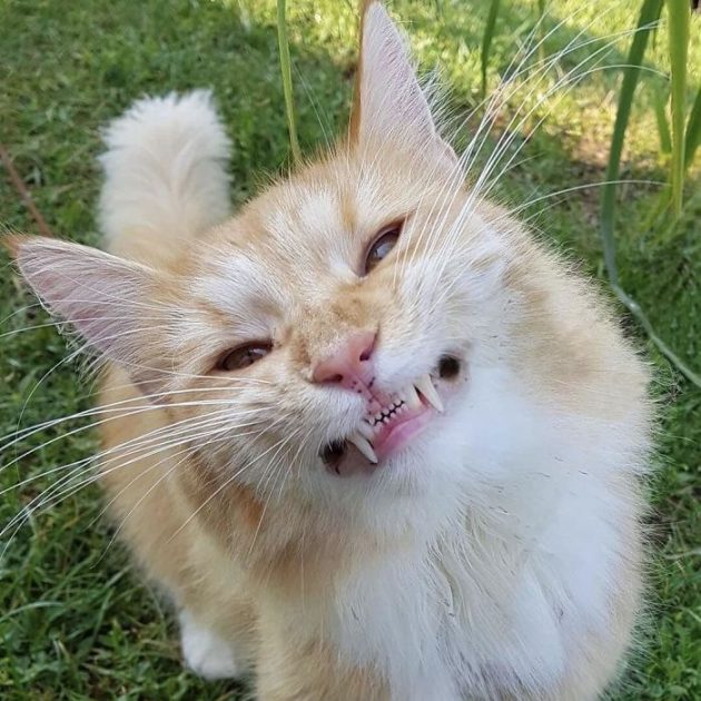 15 times cat owners shared adorably hilarious photos of 'Teefies'
